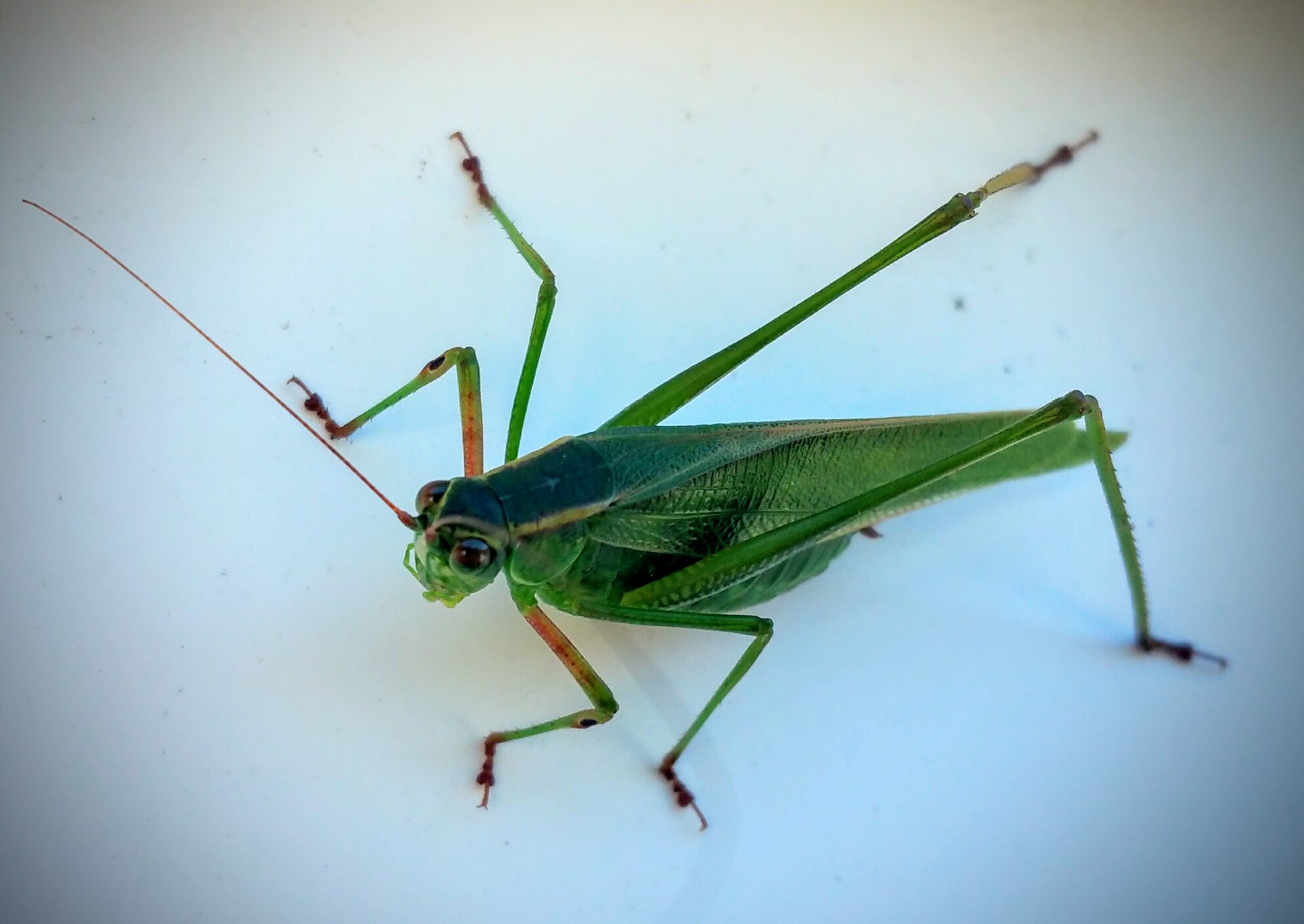 Grasshopper, fall is here. – The Gahooa Perspective